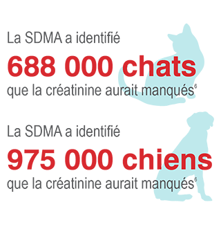 La SDMA : le dépistage fiable des maladies rénales du chien et du chat